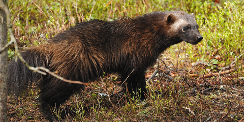 DNA-spor avslører jerven