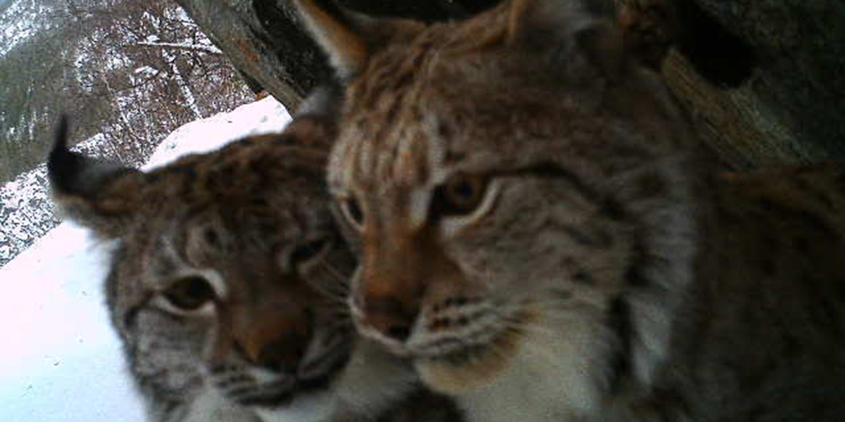 Gauper tok «selfie» med viltkamera