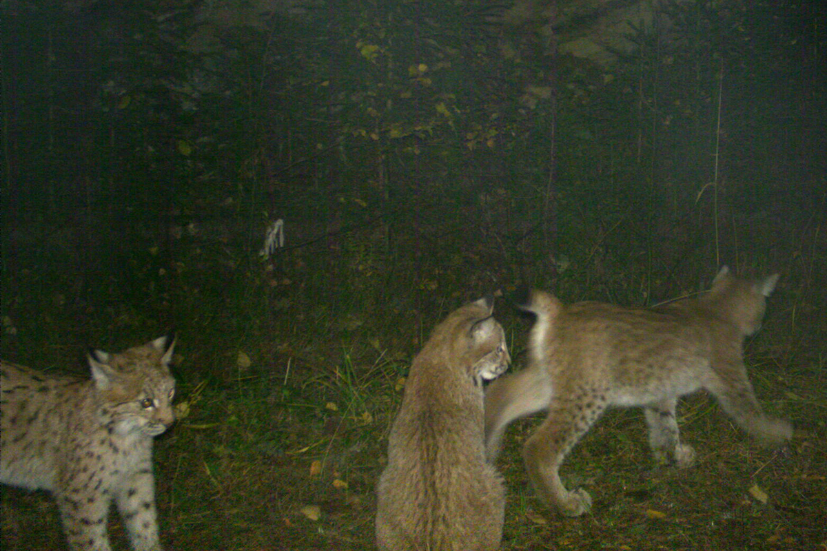 Flere gaupefamilier i Skandinavia