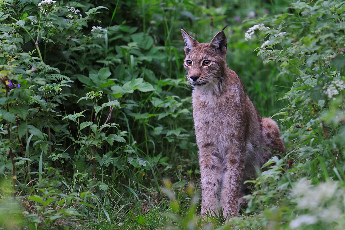 Den skandinaviske gaupebestanden øker