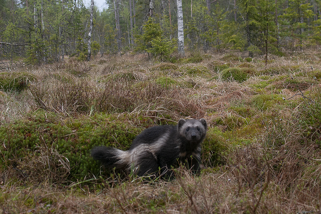 Flere påviste jervekull i Skandinavia i 2022
