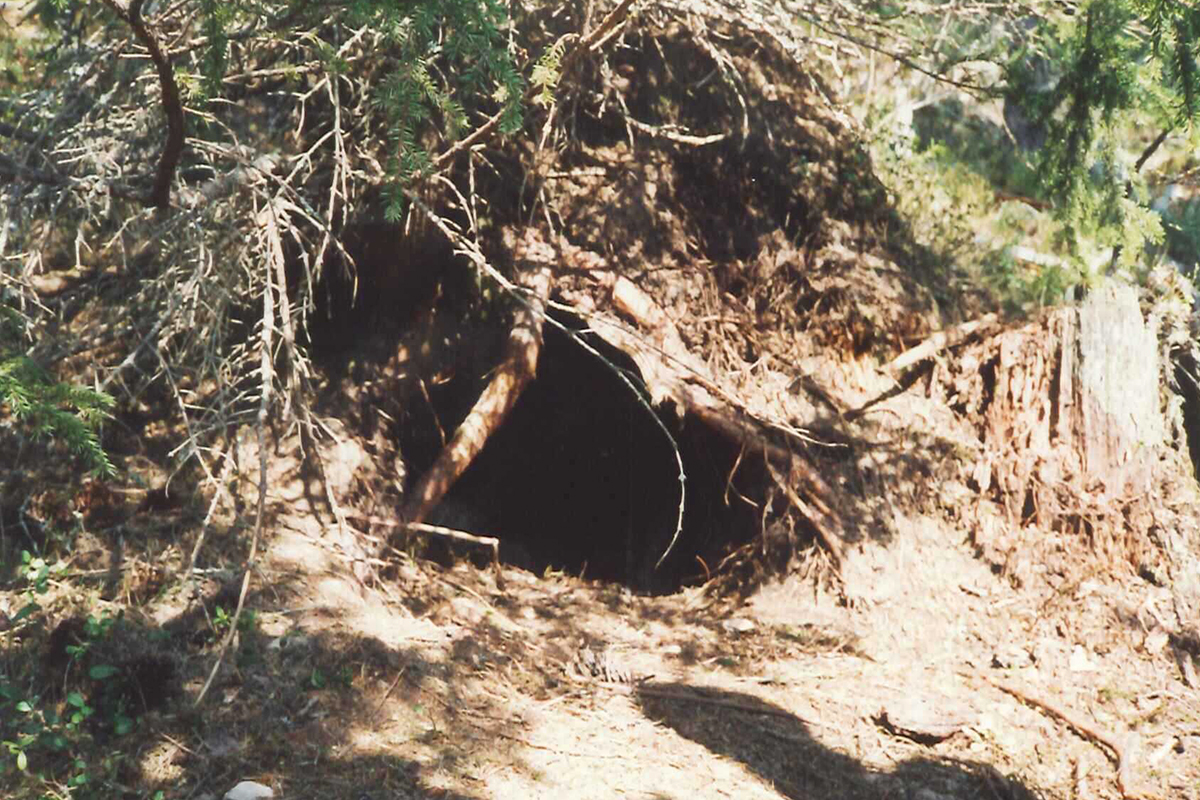 Binne har levd over 20 år i Trysil