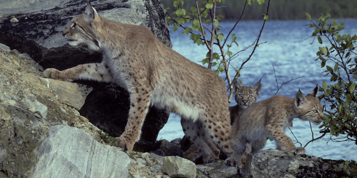 Flere gauper i Skandinavia