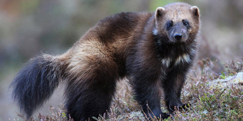 Færre jervekull i Norge
